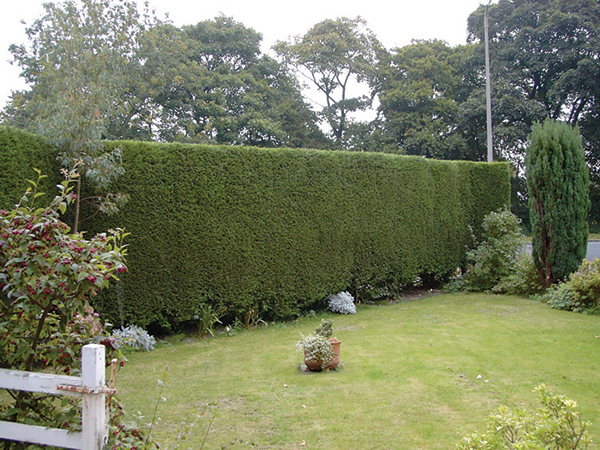 Landscaping Tree Hedge Shrub Services J S A Landscapes